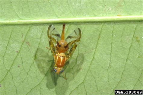 Mexican Fruit Fly Anastrepha Ludens Loew 1873