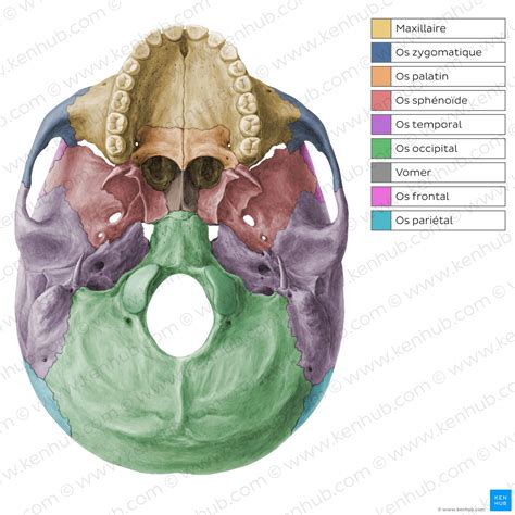 Crâne Anatomie Structure Os Et Quiz Kenhub