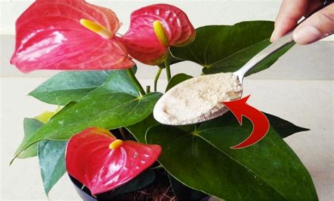 Stärkung deiner Pflanzen im Winter Natürliche Lösungen mit Knoblauch