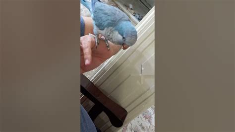 گل پری جون Youtube