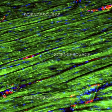cardiac muscle fluorescence micrograp stock image science source
