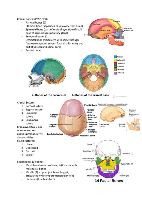 Human Structure And Function 1 Notes Bma1901 Human Structure And Function 1 Monash Thinkswap