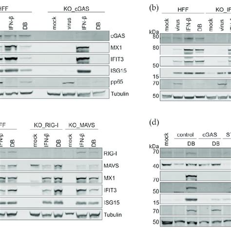 Immunoblot Analysis On The Relevance Of The Ifn Signaling Pathway For Download Scientific