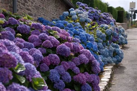 Hydrangea What Seeds Look Like Photo How To Grow From Seedlings
