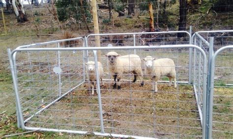 Sheep Slaughter