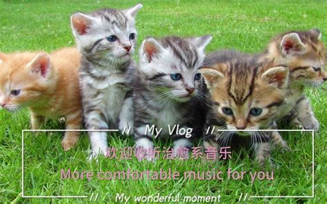 【治愈系轻音乐】治愈的音乐是心灵的港湾哔哩哔哩bilibili