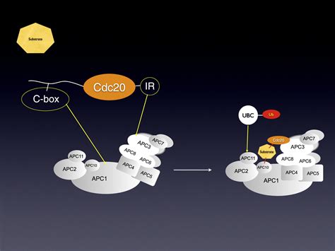 The Apc C A Sm Rg Sbord For Proteolysis Molecular Cell