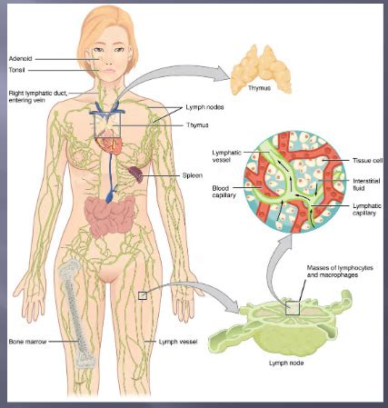 Chapter 21 The Lymphatic And Immune System Flashcards Quizlet