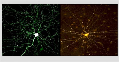 Ppt Ineuron Review Iirelationship Between Stimuli Input Iiinervous