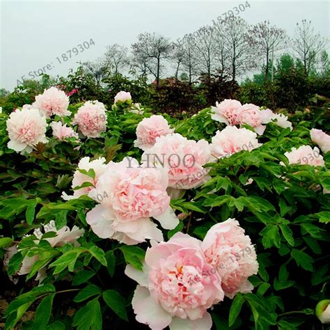 10 шт пакет многолетнее растение в виде цветка пиона Флорес редких множество различных