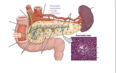 Pancreatic Islets Diagram