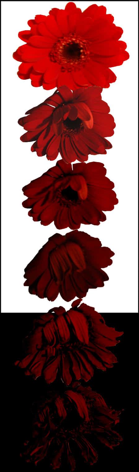 Download Red Flower Reflection