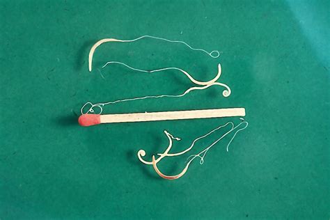 Whipworms In Dogs