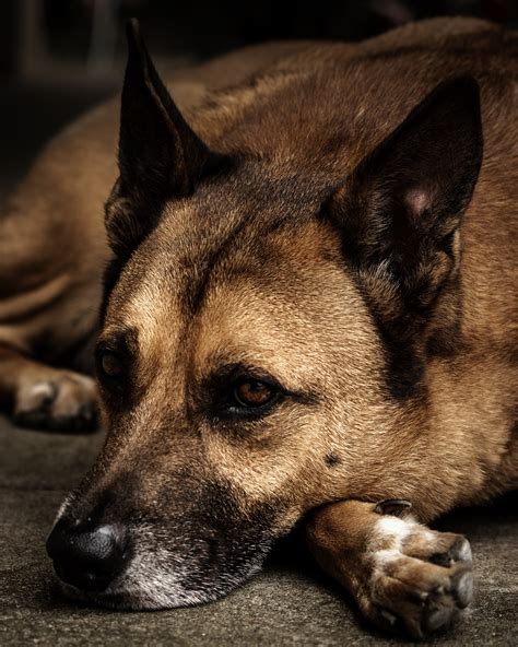 Animal Chien Canin Photo Gratuite Sur Pixabay Pixabay