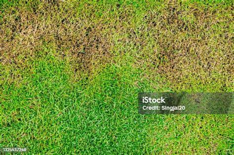 죽은 잔디 상단 보기 벽지 자연 배경 텍스처 녹색 과 갈색 패치 잔디 텍스처 는 손상 해충 곰팡이와 질병 필드가 나쁜 조건에서 될 때까지 잔디 관리 및 유지 보수의 부족 0