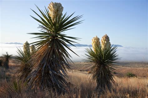 하떠이 텍샤스 유카 캐터스 On 언덕 위 클라우드 사전충진된 밸리 선인장에 대한 스톡 사진 및 기타 이미지 선인장 텍사스 0명 Istock