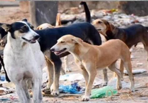 कब लगेगी लगाम घर में सो रहा था 5 महीने का बच्चा अंदर आया कुत्ता और