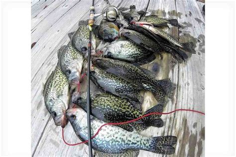 Crappie Weather Late Summer Patterns Can Produce Hot Fishin Game And Fish