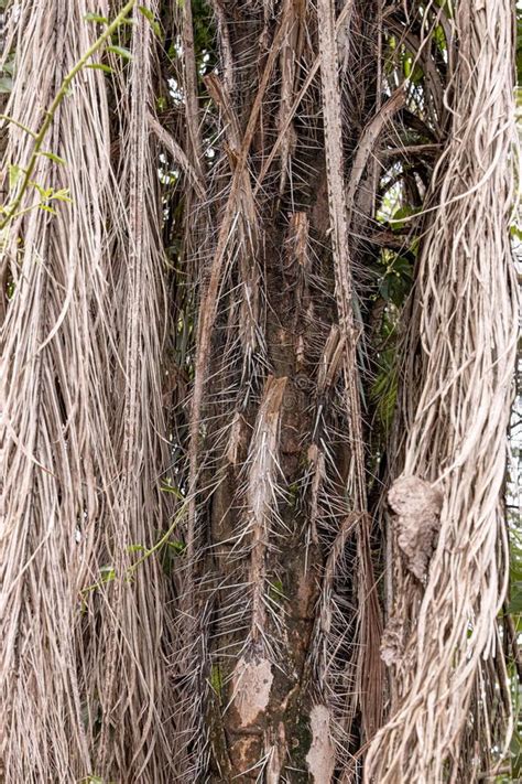 Macaw Palm Tree Stock Image Image Of Spikes Beautiful 315943685