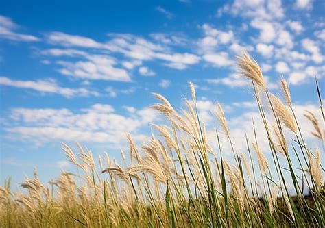 Grass Ground Background Images Hd Pictures And Wallpaper For Free Download Pngtree