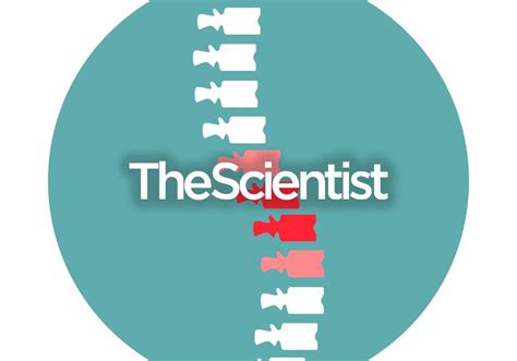 Exploring Stem Cell Strategies For Spinal Cord Repair The Scientist