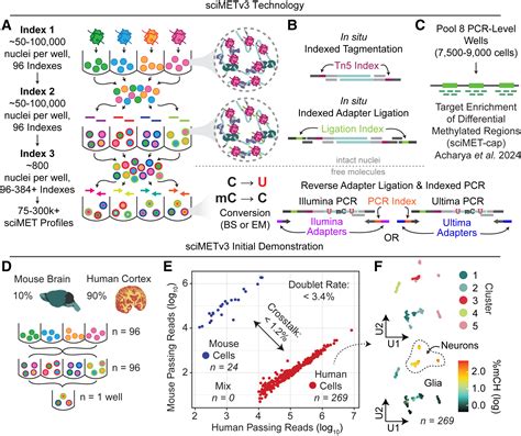 Atlas Scale Single Cell Dna Methylation Profiling With Scimetv3 Cell