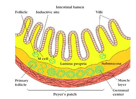 Mucous Membrane Diagram