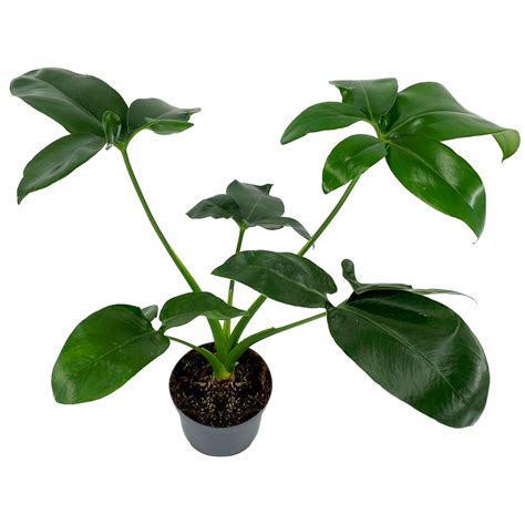 Philodendron Dino Feet 12 Cm Topf Toom Baumarkt