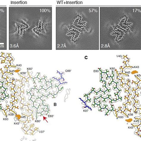 Cryo Em Structures Of Recombinant α Synuclein Filaments A