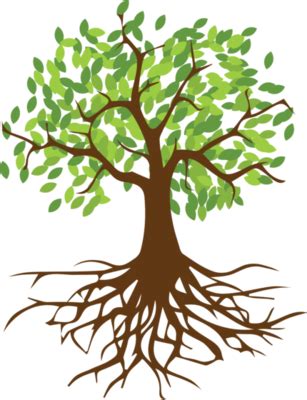 Tree Roots PNGs For Free Download
