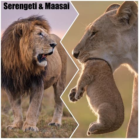 현지팩아프리카 세렝게티응고롱고 사파리 9일