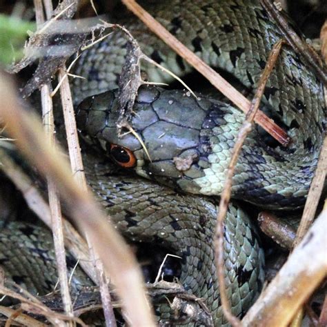 Iberian Grass Snake From Río Chillar Frigiliana Andalusien Es On