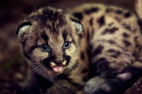 Маленькая пума - картинки и фото koshka.top