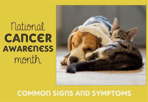 National Pet Cancer Awareness Month Common Signs And Symptoms