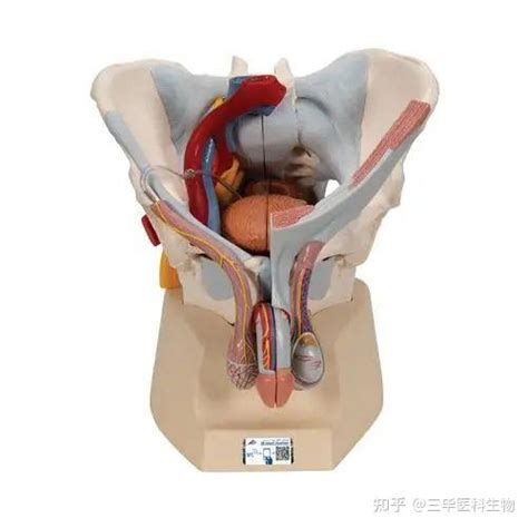 骨盆骨骼模型 知乎