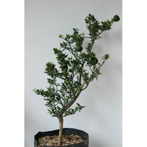 Jual Bibit Tanaman Buah Jeruk Keprok Brazil 60cm Shopee Indonesia