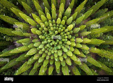 Circle Pattern Of Trees High Resolution Stock Photography And Images Alamy