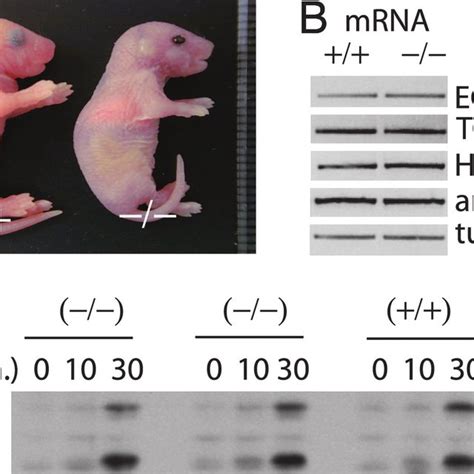 Morphology Of Dgk Deficient Mice Expression Of Egfr And Its Growth