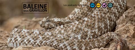 Non Les Poissons Ne Sont Pas Aussi Teubés Que Dory Le Poisson