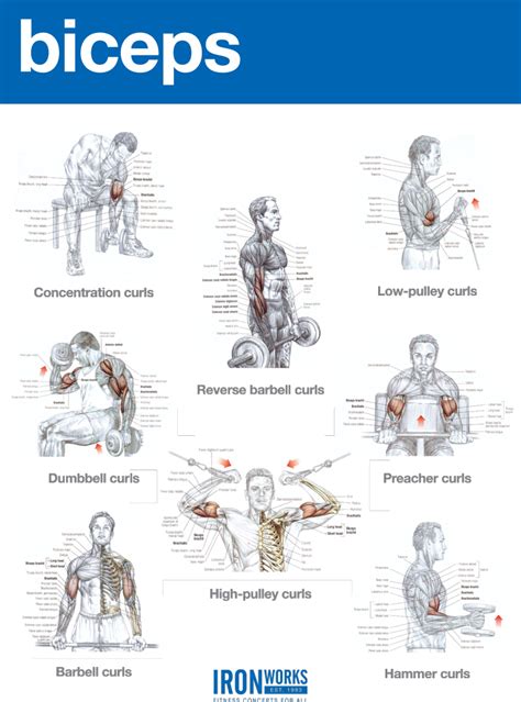 Back And Bicep Workout For Runners At Pedro Huey Blog