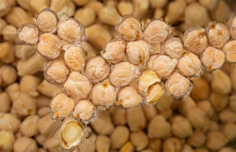 Як правильно обробляти насіння перед посадкою 4 поради