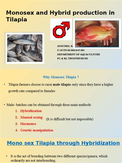 Monosex And Hybrid Production In Tilapia Pdf Organisms Biology