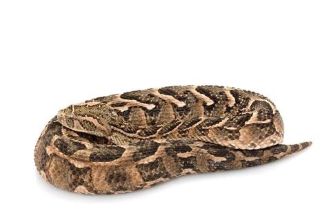Puff Adder Bitis Arietans Isolated On White Background Stock