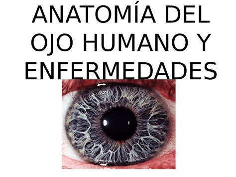 Confiar Memorizar lotería anatomia del ojo humano Transistor