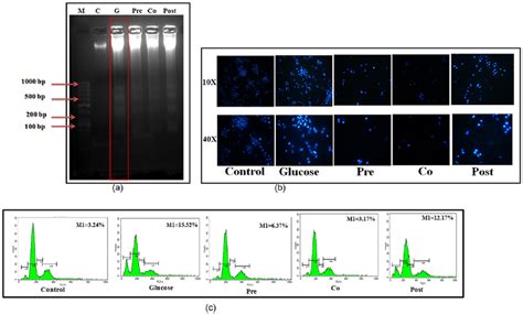 Modulation Of Hyperglycemia Induced Dna Damage Nuclear Condensation