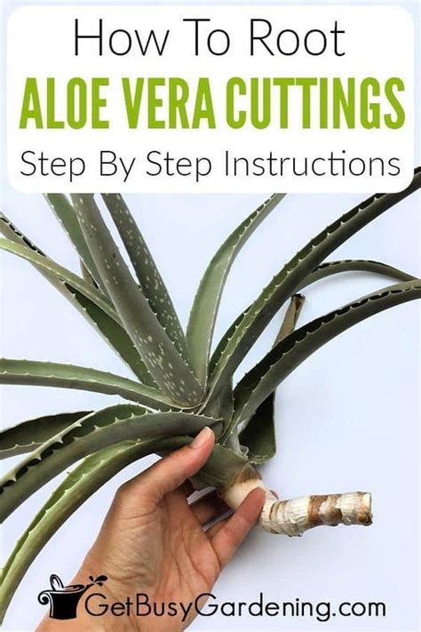 How To Grow Aloe Vera Plant Indoor Artofit