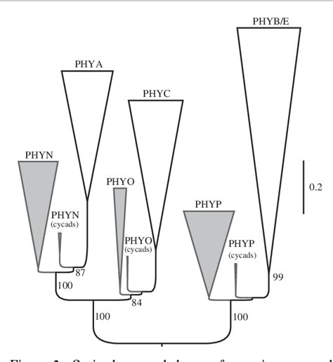 Figure 2 From A Duplicate Gene Rooting Of Seed Plants And The Phylogenetic Position Of Flowering
