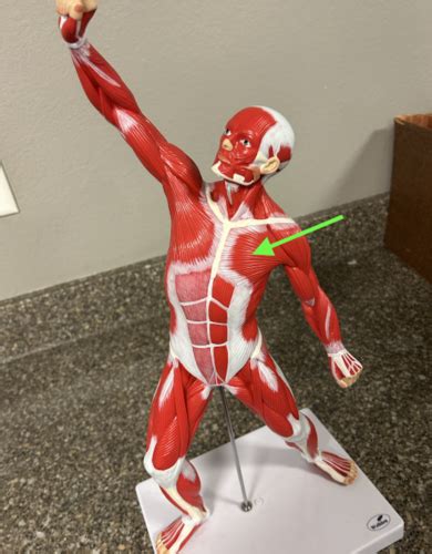 Bio 223 Lab Muscles Action Name Location Flashcards Quizlet