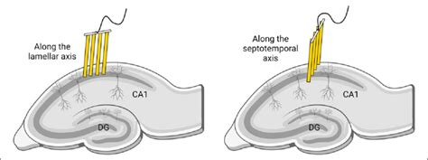 Schematic Figure Of The Microelectrode Array Placement In The Download Scientific Diagram