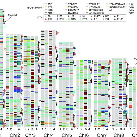 Genetic Frame Diagram Of The Identity By Descent Ibd Regions For Download Scientific Diagram